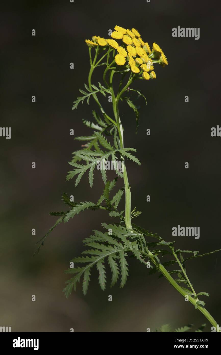 Tanacetum vulgare, Tansy, Common Tansy Stock Photo - Alamy