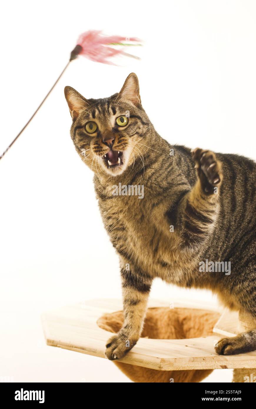 Cat raised paws hi-res stock photography and images - Alamy