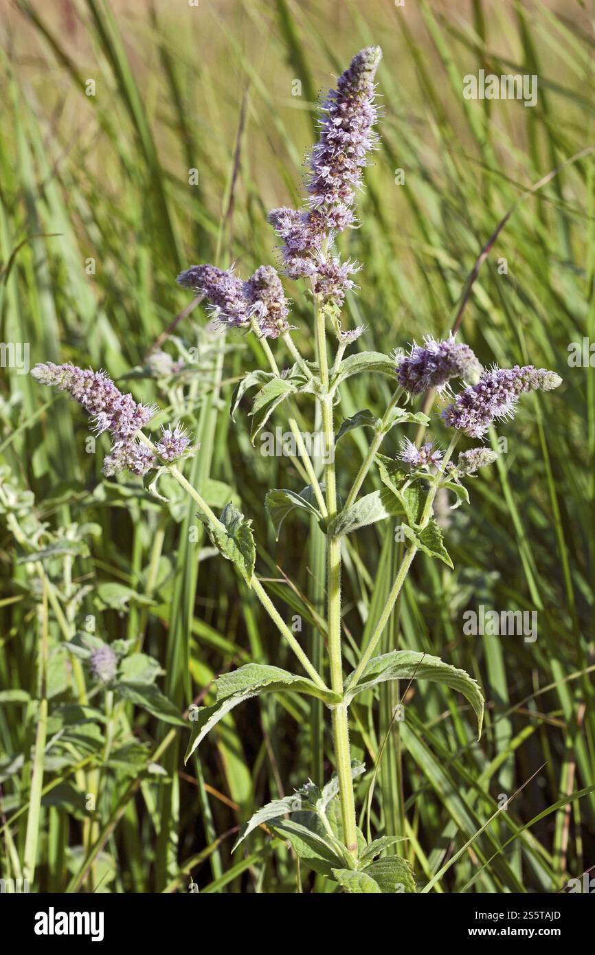 Horse Mint, Mentha longifolia, Horse Mint Stock Photo - Alamy