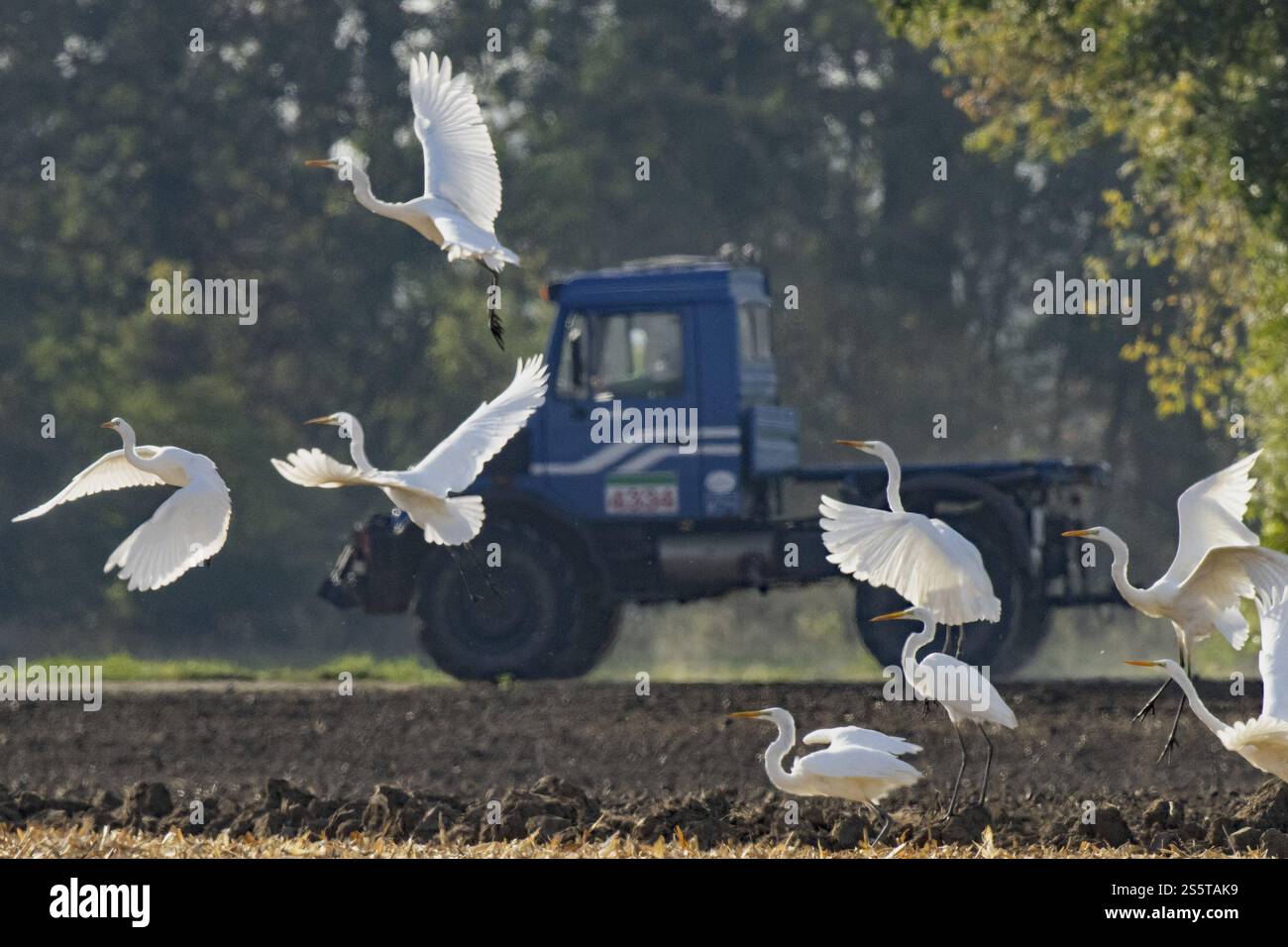 Great White Egret eight birds with open wings flying left looking in ...