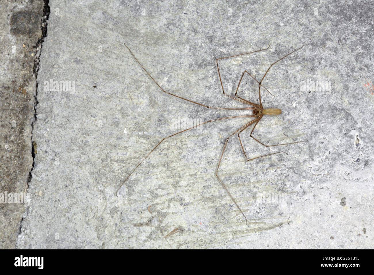 Long-legged Cellar Spider, Pholcus phalangoides Stock Photo - Alamy