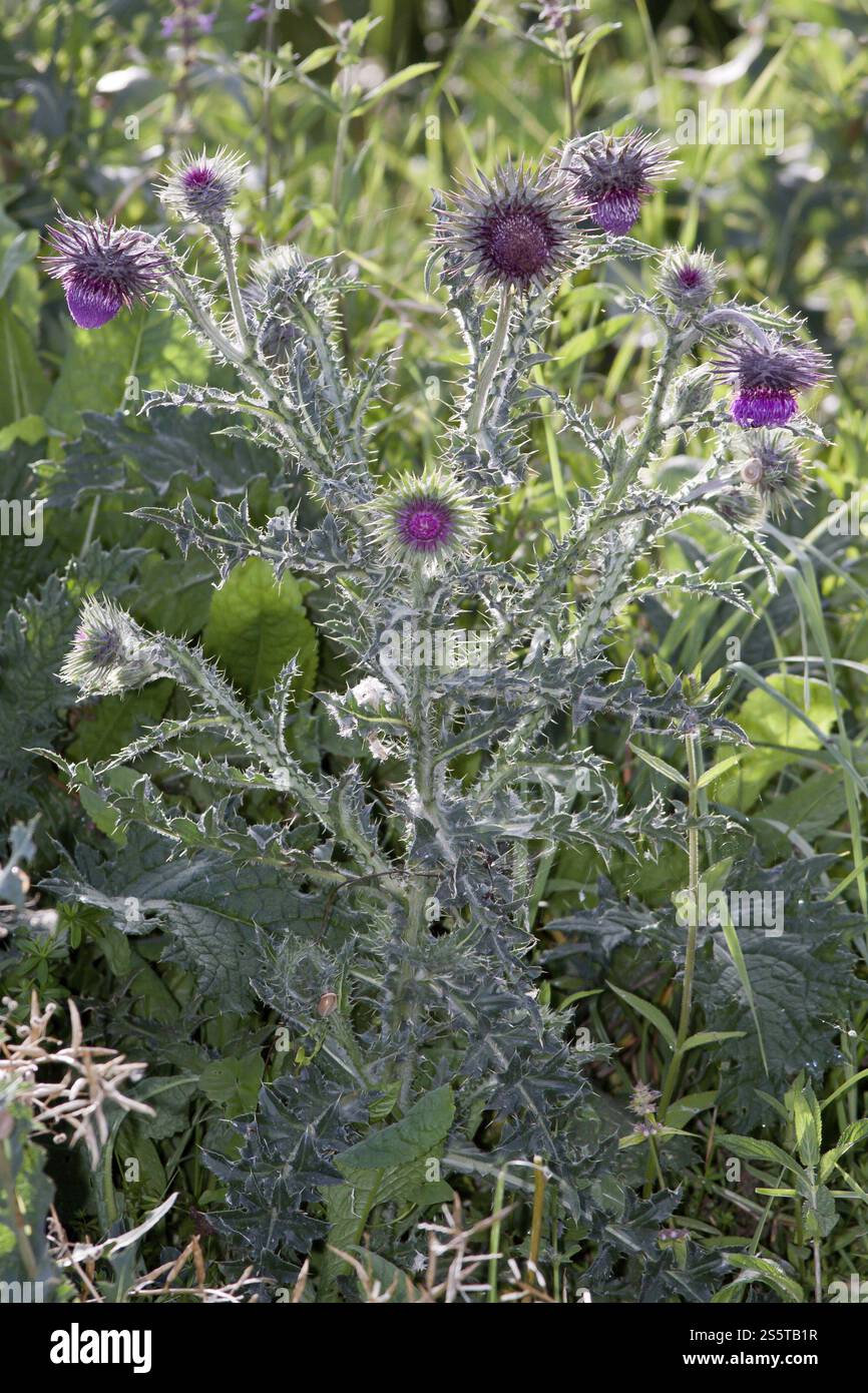 Carduus nutans, Musk Thistle, Nodding Thistle Stock Photo - Alamy