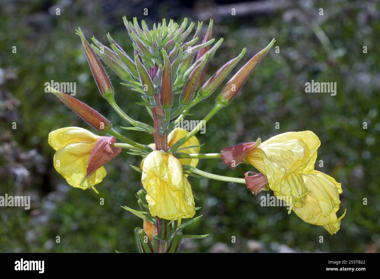 Oenothera biennis, Common Evening Primrose Stock Photo - Alamy