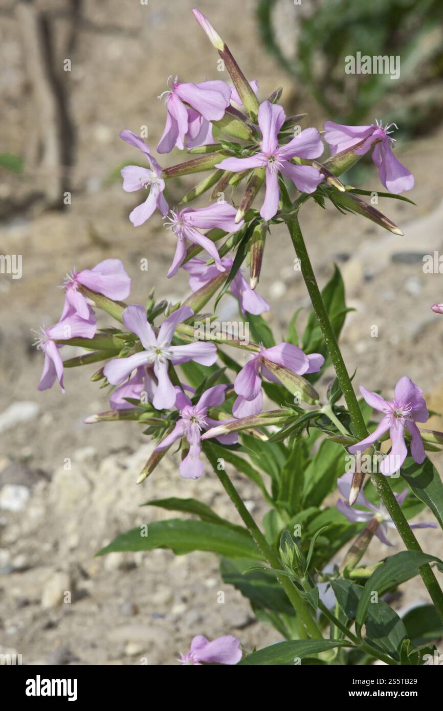 Saponaria officinalis, Soapwort, Common Soapwort Stock Photo - Alamy