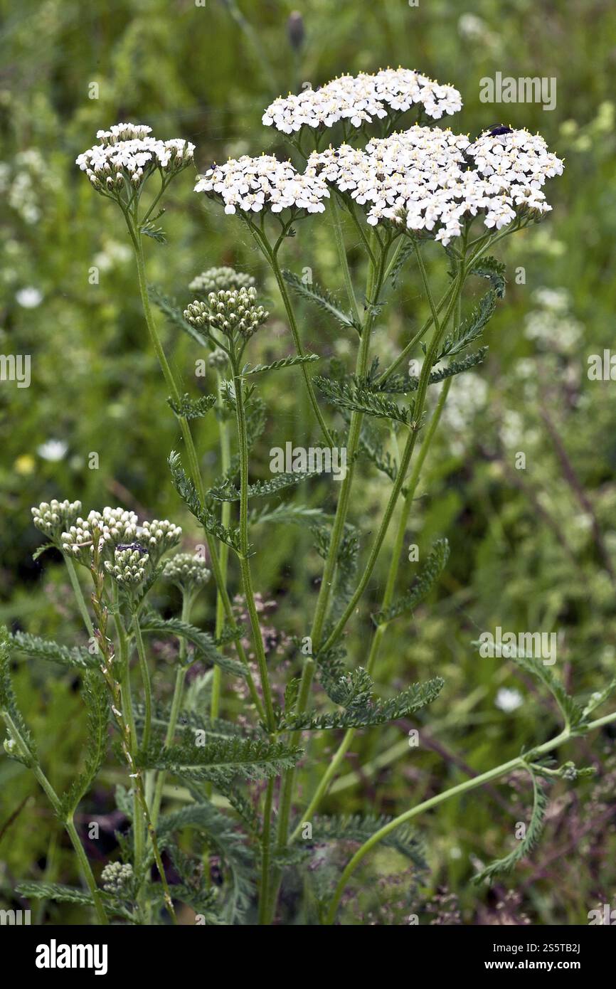 Achillea millefolium, Common Yarrow, Common Yarrow Stock Photo - Alamy