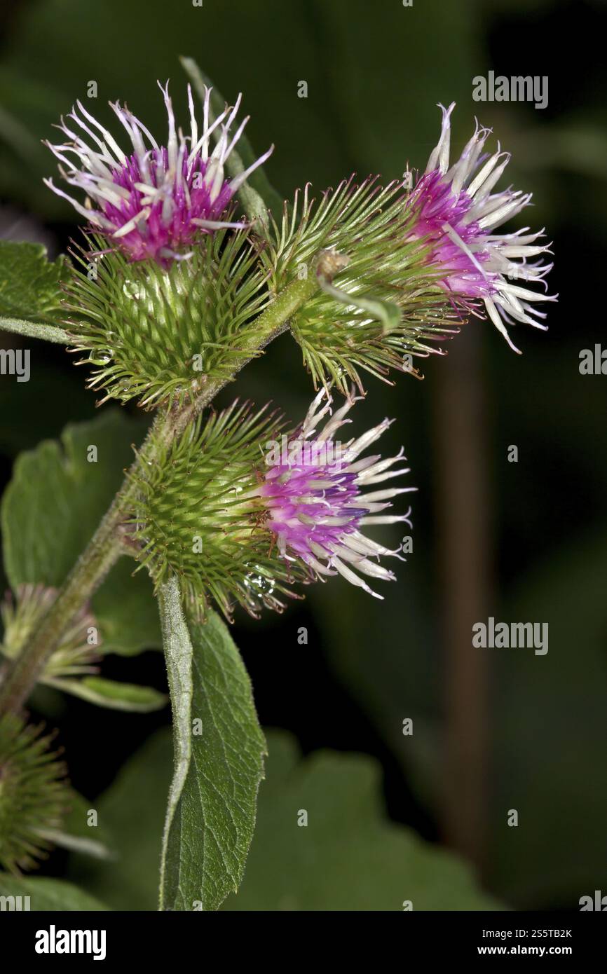 Arctium lappa, Greater Burdock, Greater Burdock Stock Photo - Alamy