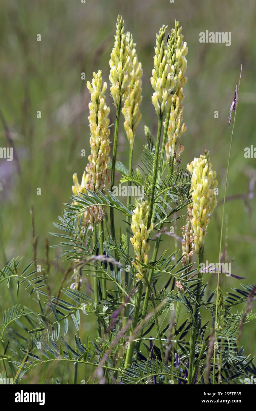 Wild mignonette, Yellow Reseda, Reseda lutea Stock Photo - Alamy