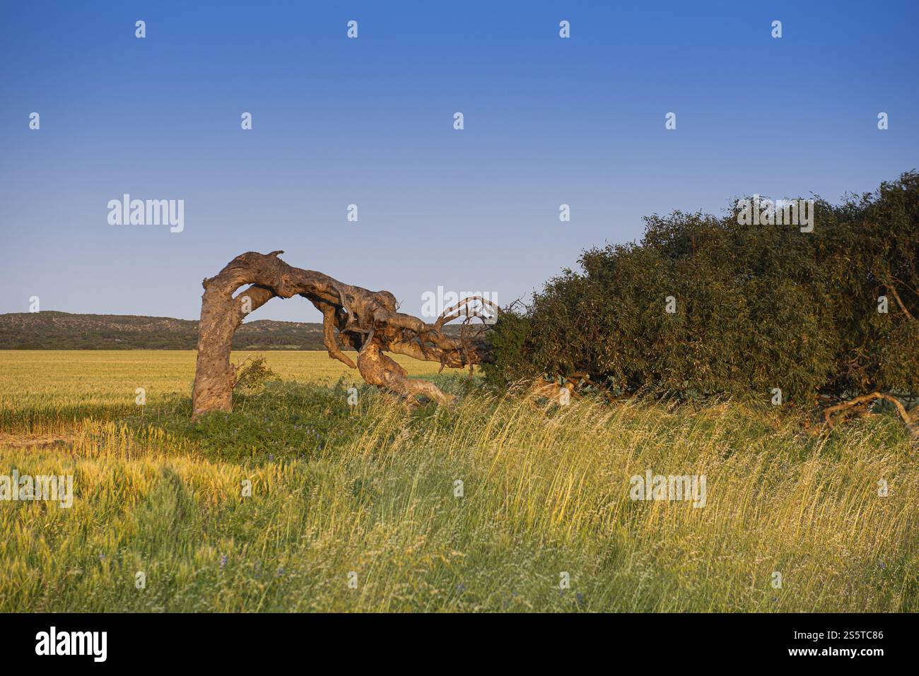 Windswept eucalyptus tree in a field, wind escape, Greenough, Western ...