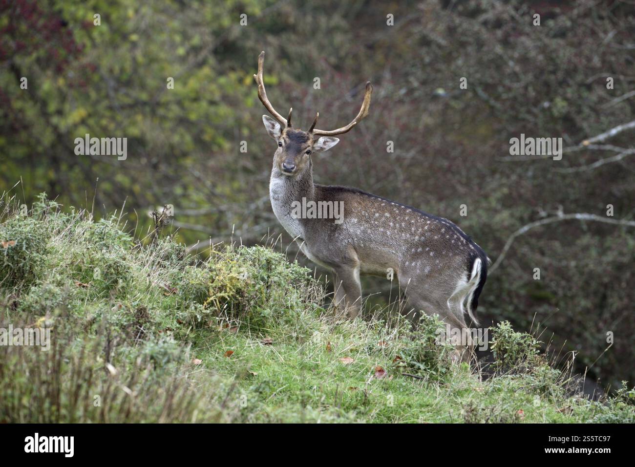 Invasive deer hi-res stock photography and images - Alamy