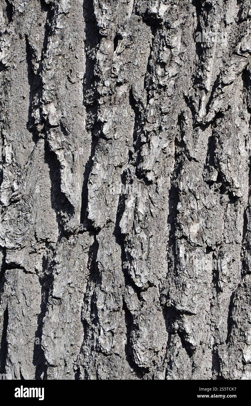 Close up of a wood brown bark texture in daytime outdoors. Tree bark ...