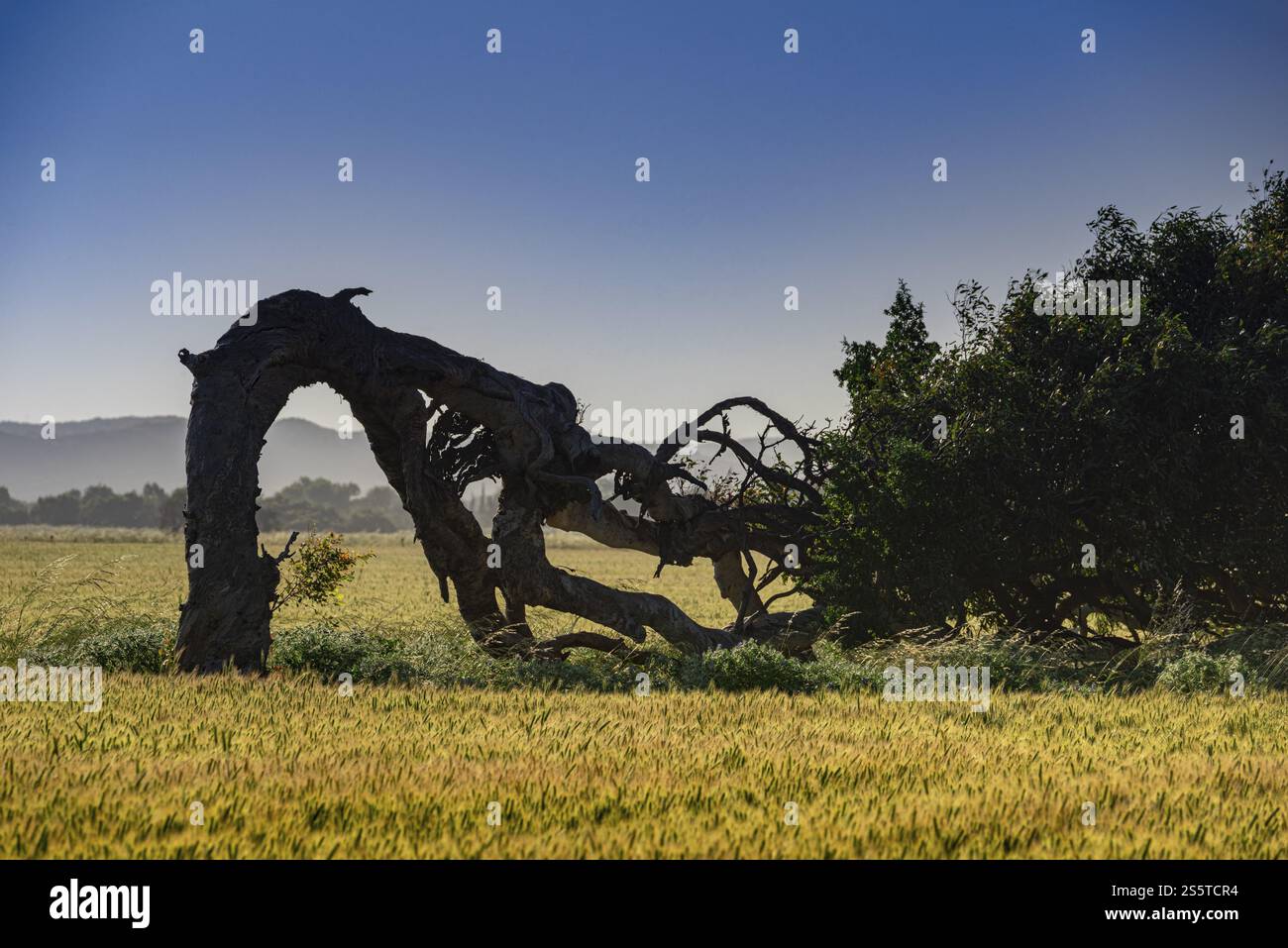 Windswept eucalyptus tree in a field, wind escape, Greenough, Western ...