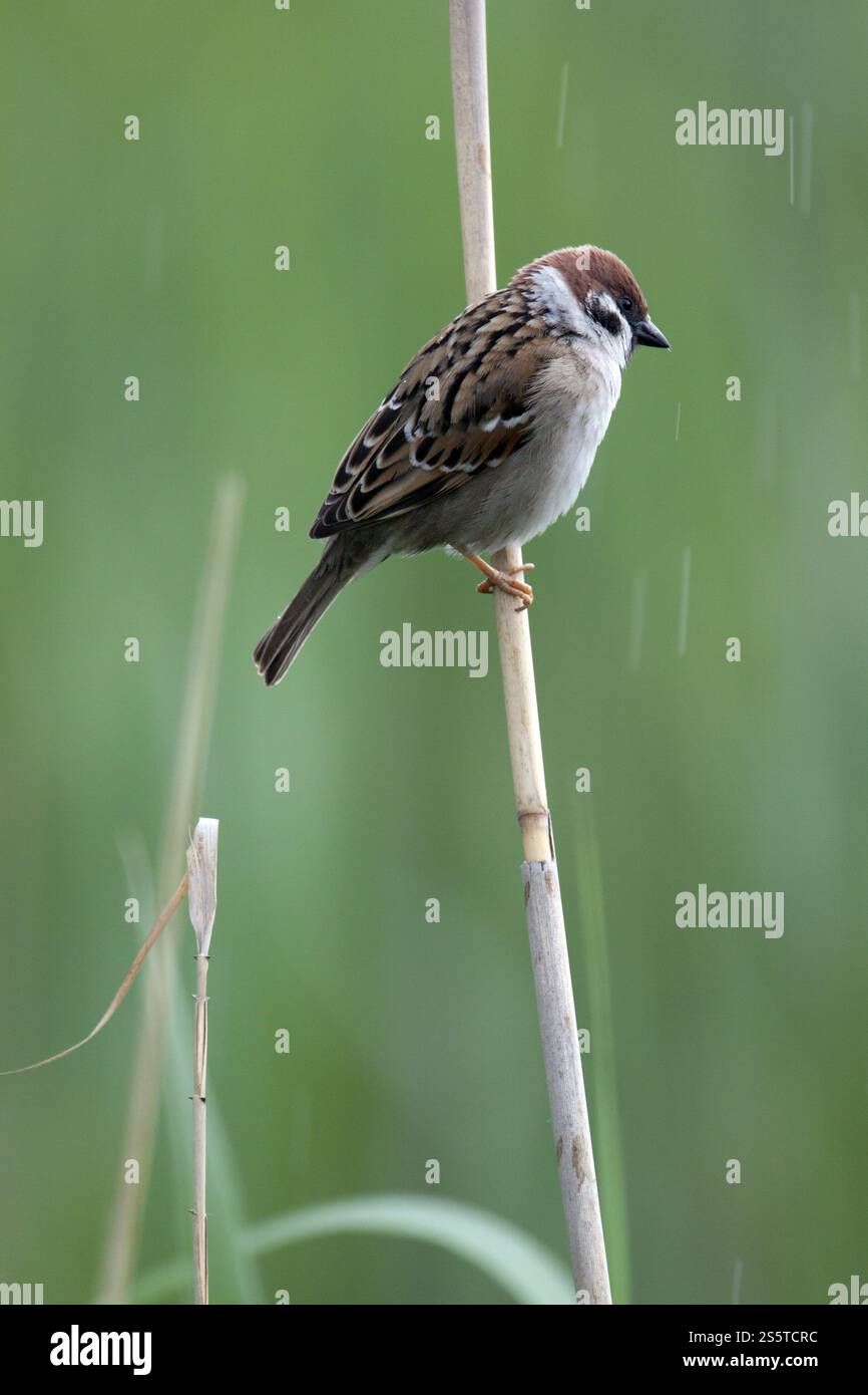 Tree Sparrow in the rain, Tree Sparrow Stock Photo - Alamy
