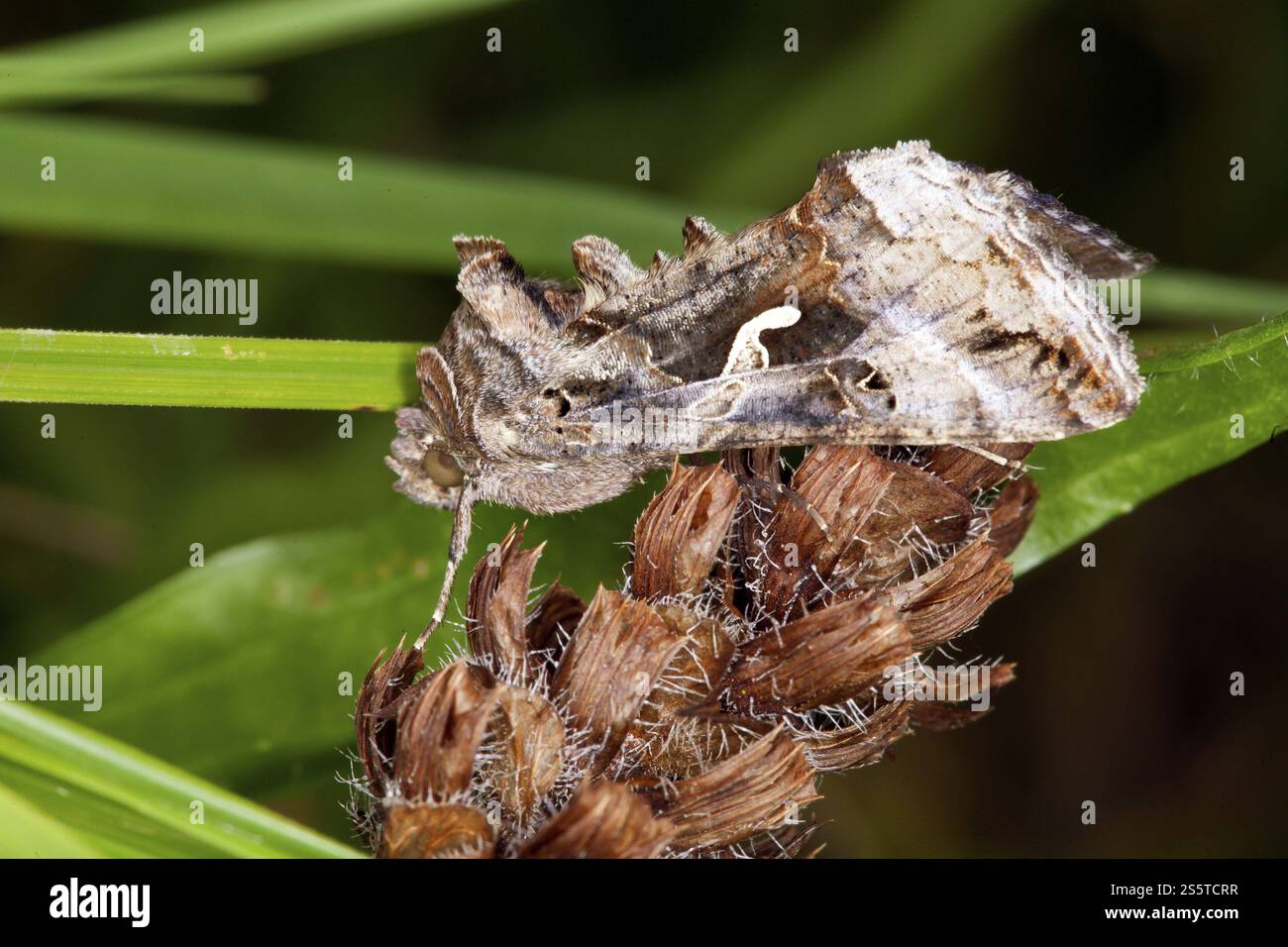 Silver ys hi-res stock photography and images - Alamy