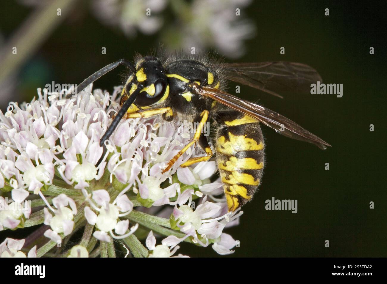 Vespula vulgaris, common wasp, common wasp Stock Photo - Alamy