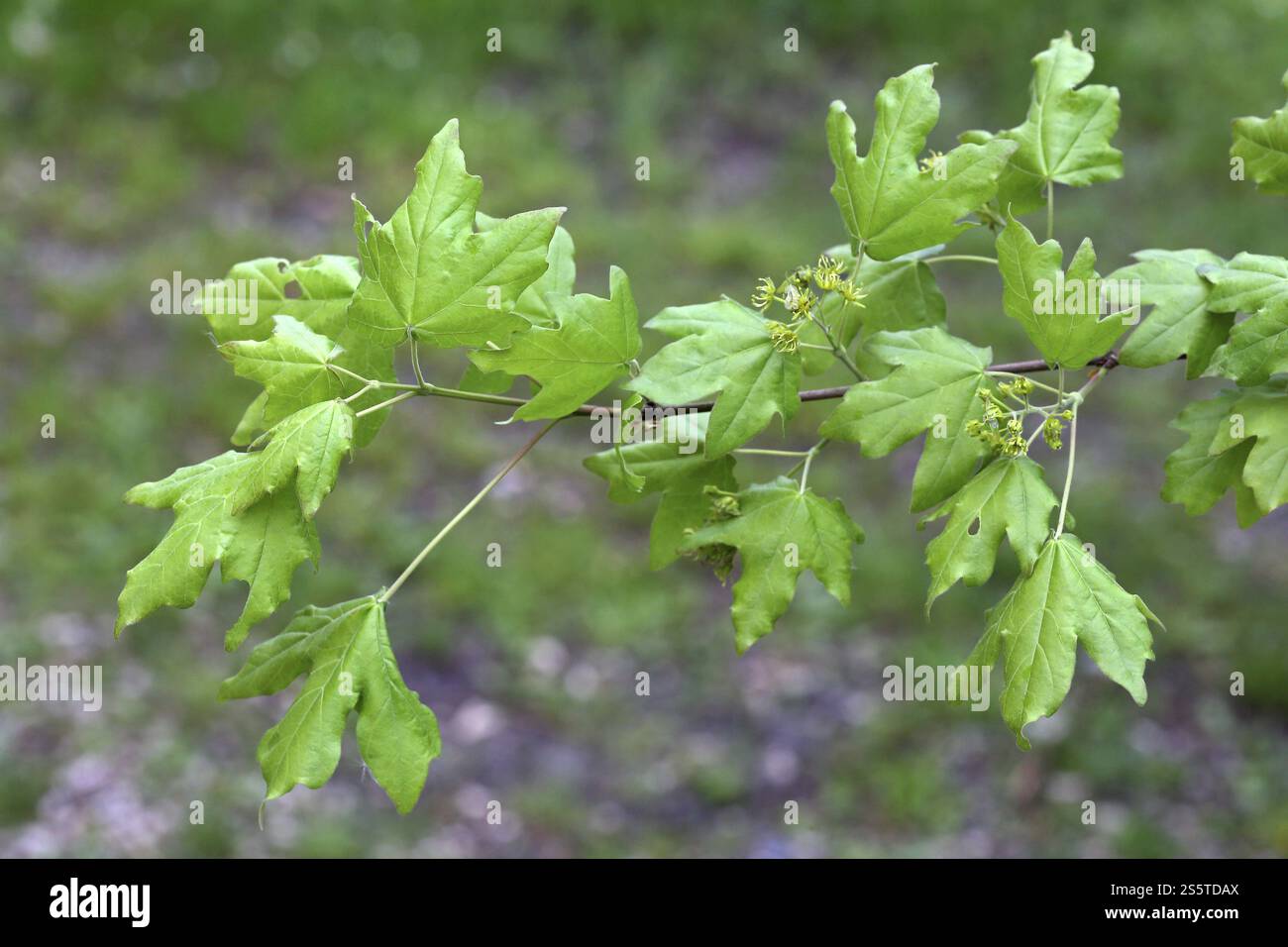 Field maple, flowers and leaves, Acer campestre, field maple Stock ...