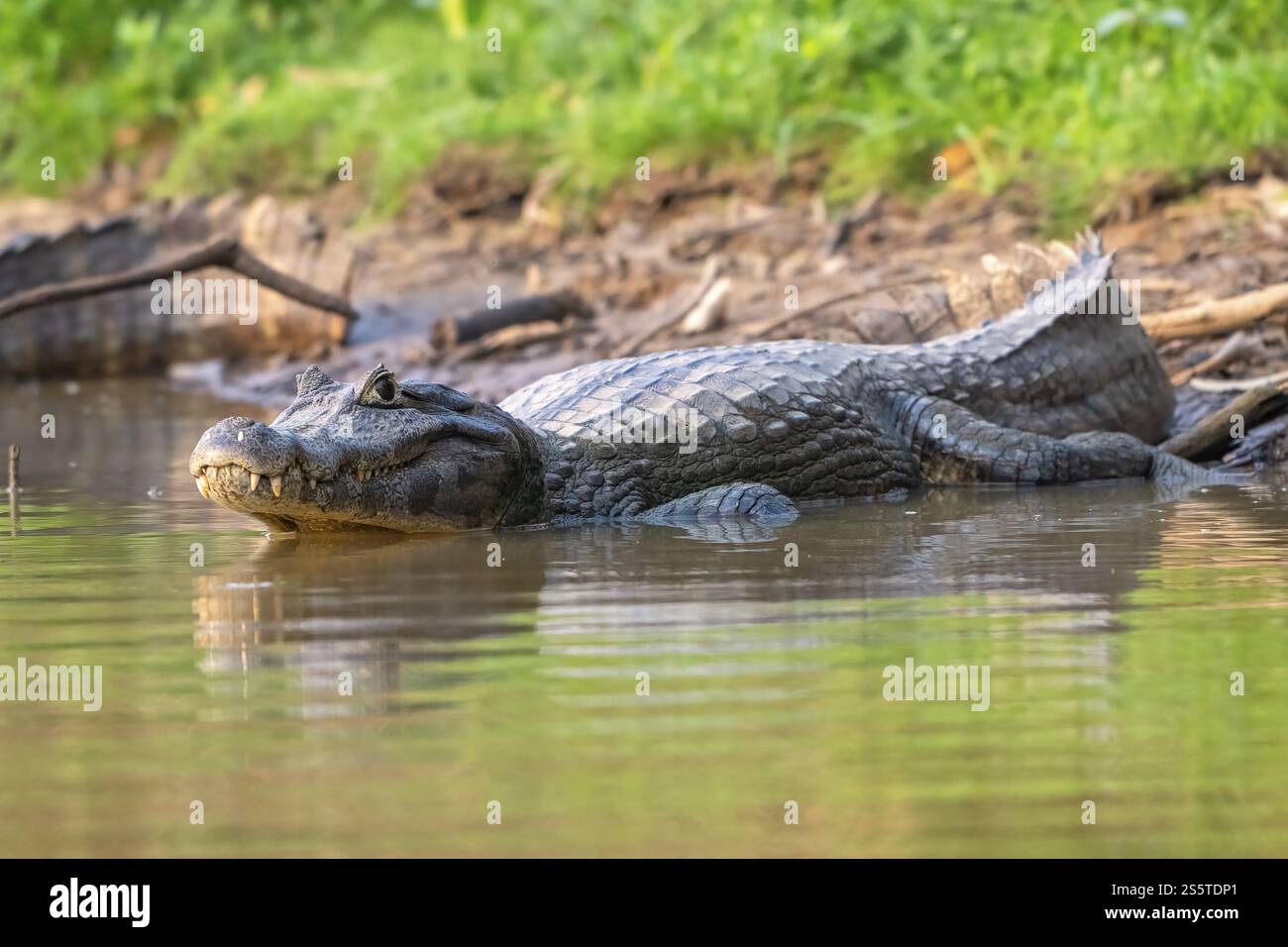 Spectacled caiman (Caiman crocodilus yacara), Crocodile (Alligatoridae), crocodile (Crocodylia ...