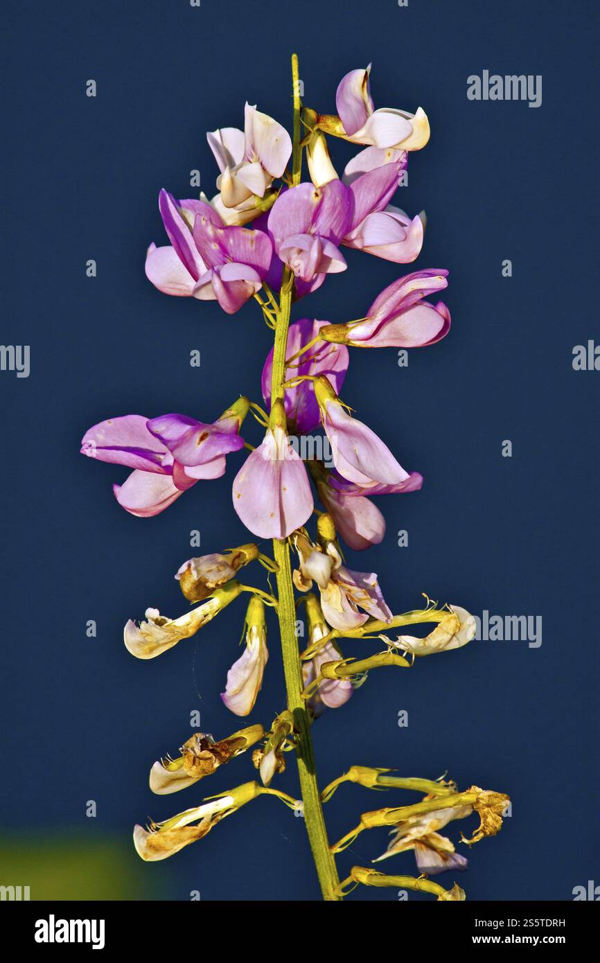 Purple Crown Vetch, Coronilla varia, Crown Vetch Stock Photo - Alamy