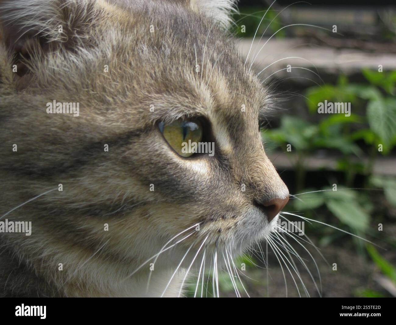 Attentive and concentrated cats muzzle in profile against a background ...