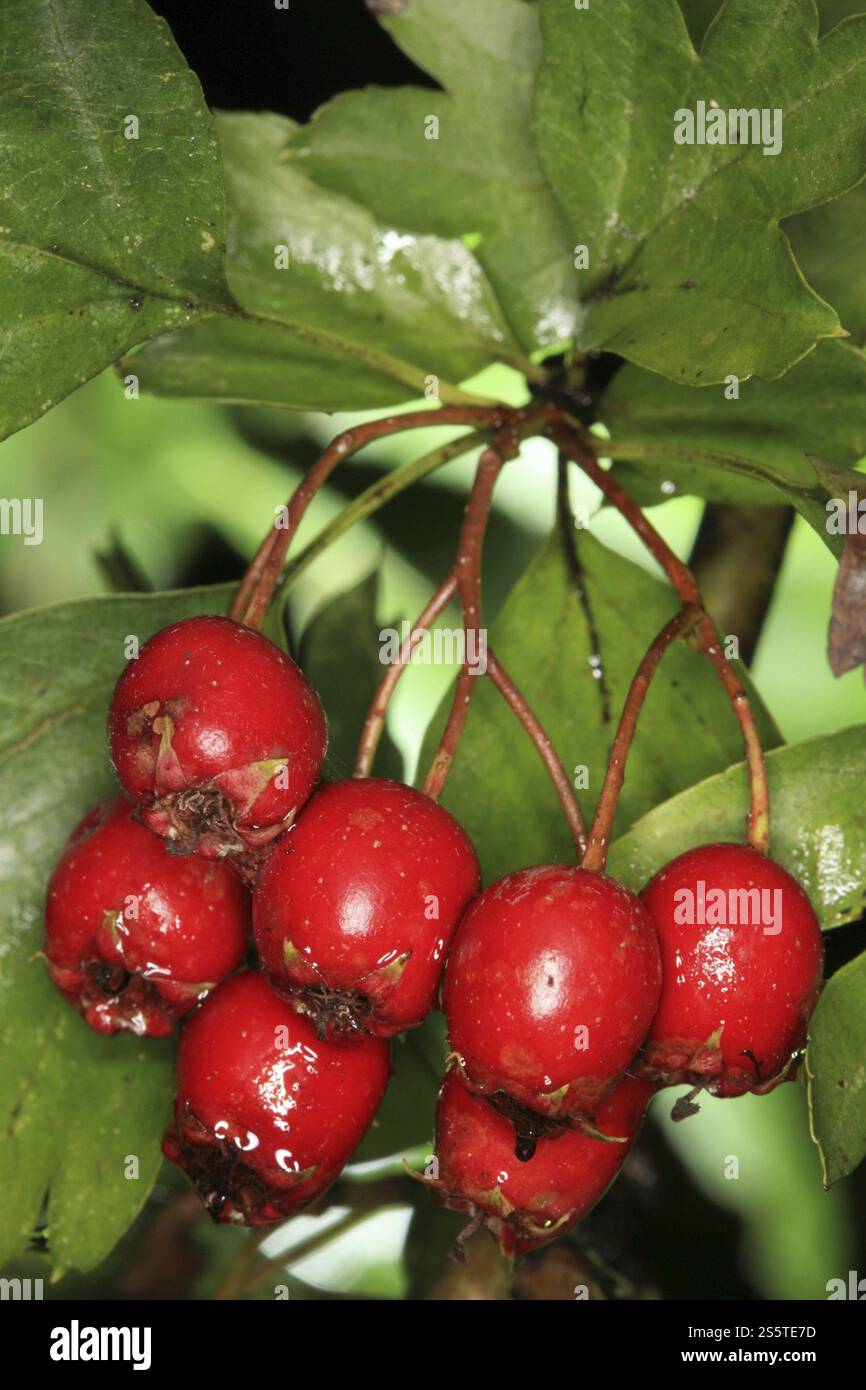 Fruits of Common Hawthorn, Fruits of Common Hawthorn Stock Photo - Alamy