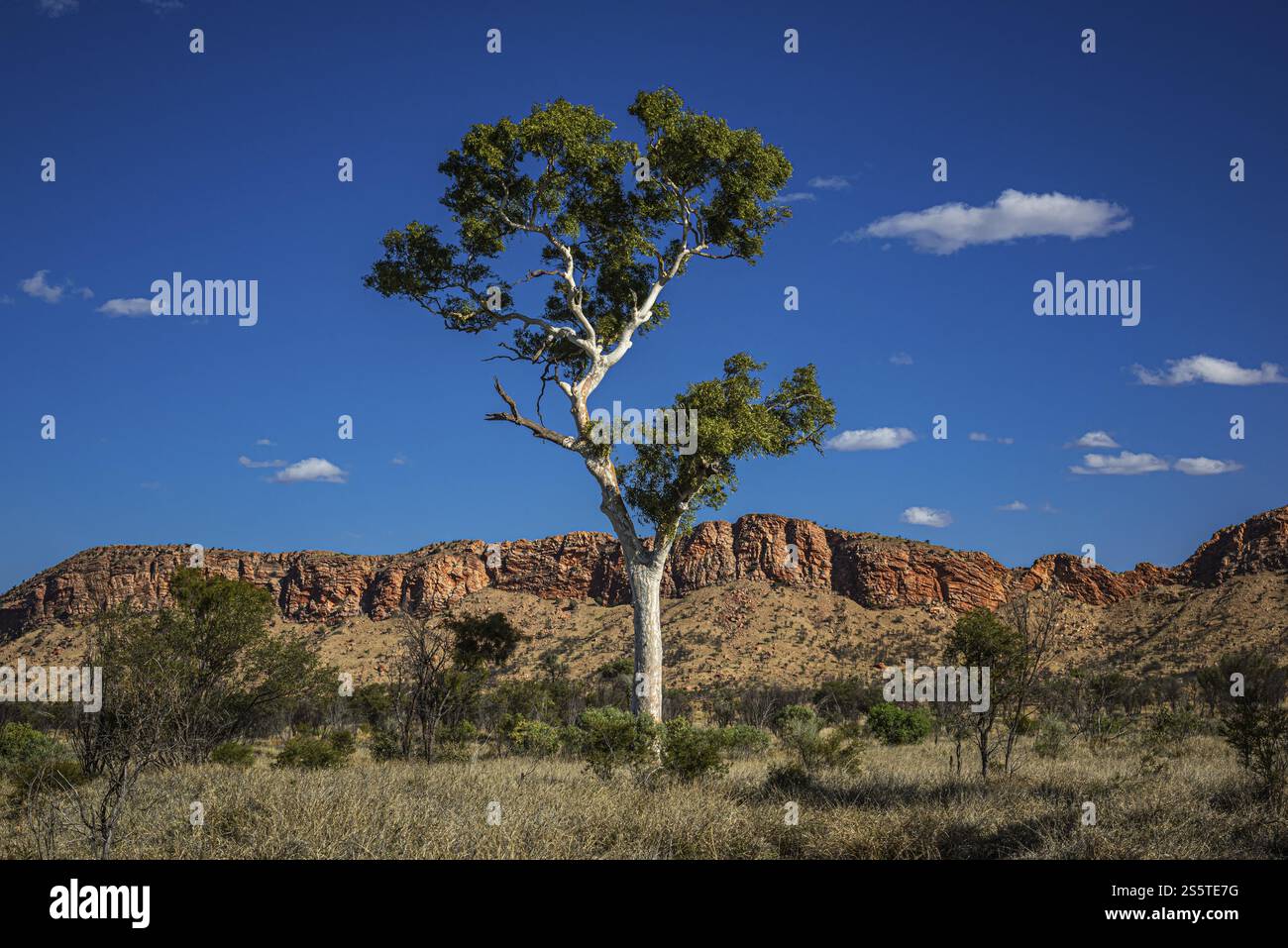 Eucalyptus tree in front of the MacDonnell Range, Northern Territory ...