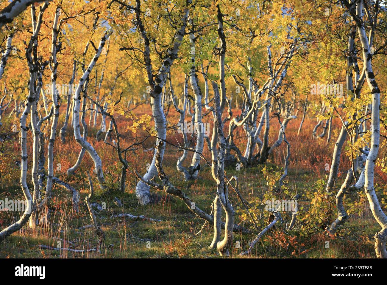 Autumn birch forest in Norwegian Lapland Stock Photo - Alamy