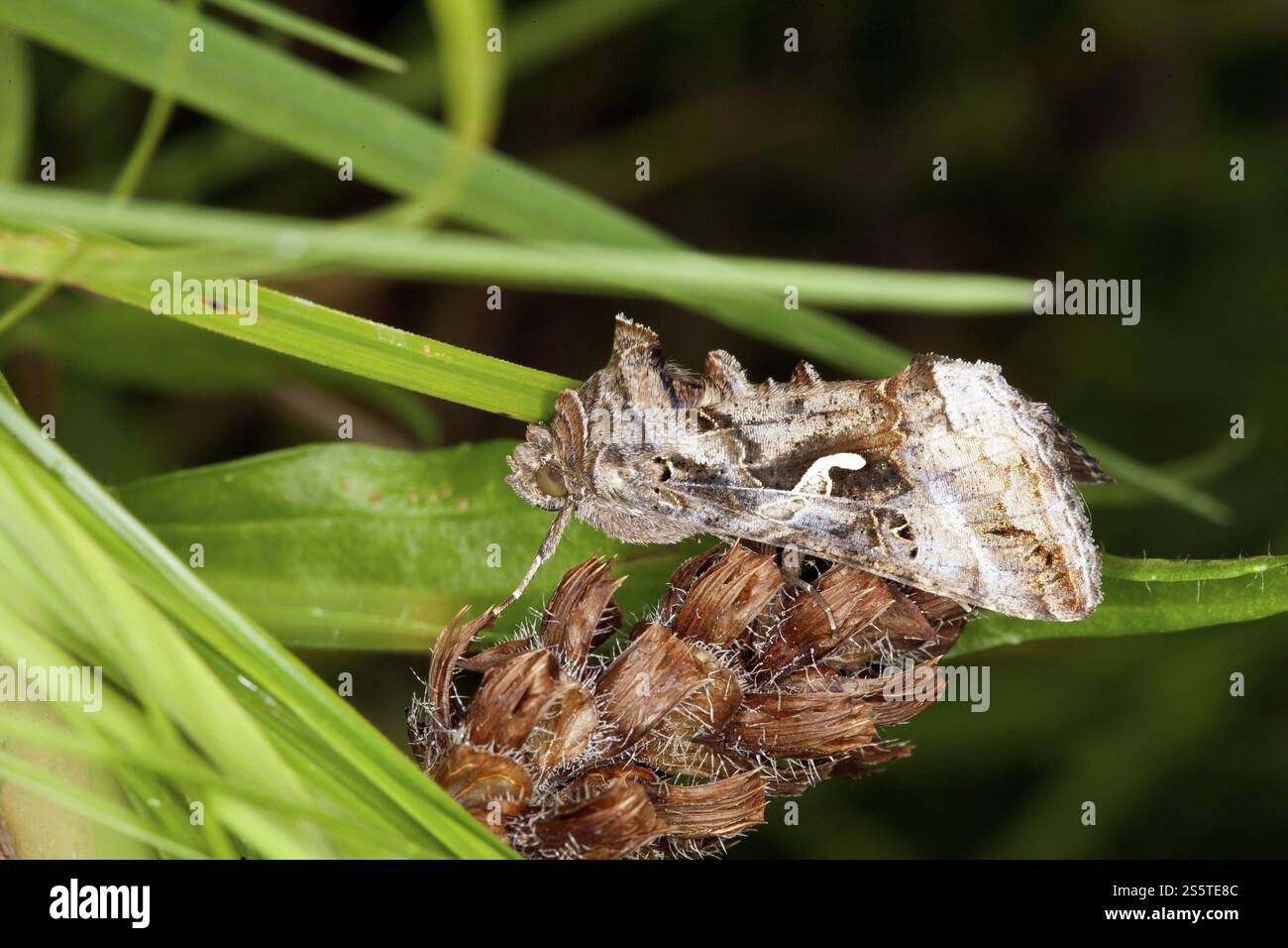 Autographa gamma, gamma owl, Silver Y Stock Photo - Alamy