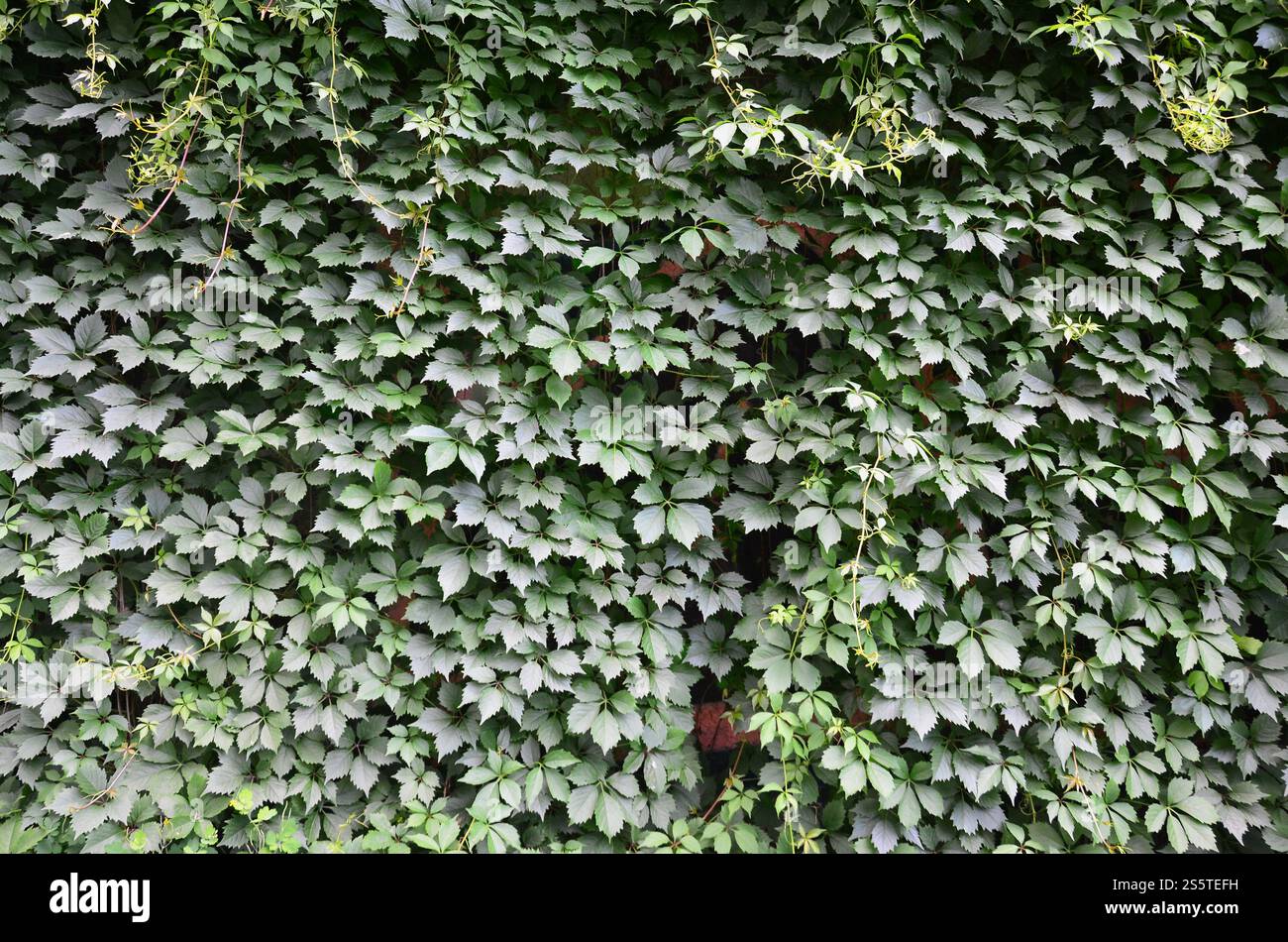 The texture of a lot of flowering green vines from wild ivy that cover ...