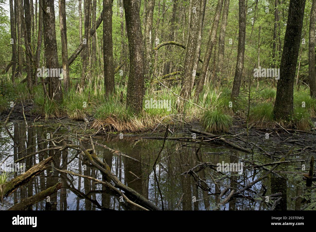 Alder marsh forests hi-res stock photography and images - Alamy