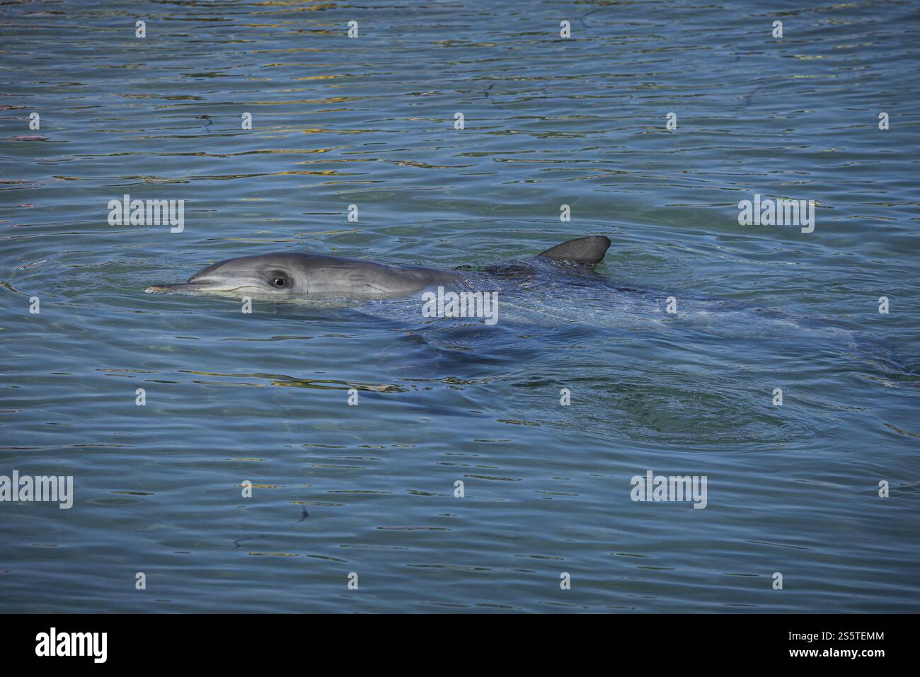 Dolphin, Bottlenose dolphin (Tursiops aduncus), Monkey Mia, Shark Bay ...