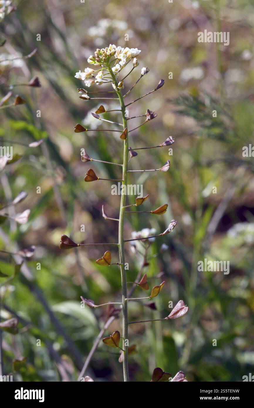 Shepherd's Purse, Capsella bursa-pastoris Stock Photo - Alamy