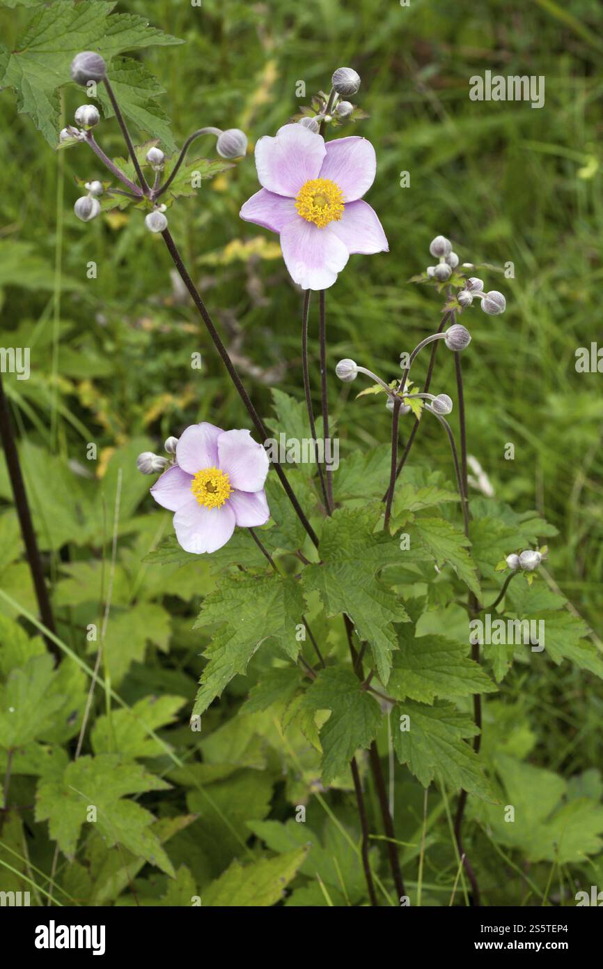 Chinese Anemone, Anemone hupehensis, Japanese Anemone Stock Photo - Alamy