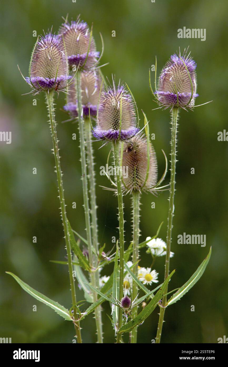 Wild teasel, Dipsacus fullonum, Fuller's teasel Stock Photo - Alamy