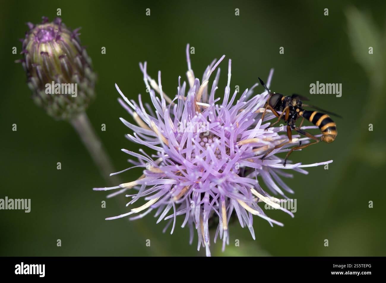 Conops quadrifasciatus, Conops quadrifasciatus, Thick-headed Fly Stock ...