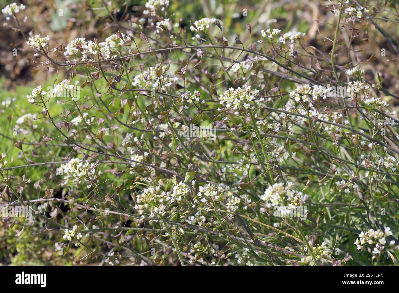 Shepherd's Purse, Capsella bursa-pastoris Stock Photo - Alamy