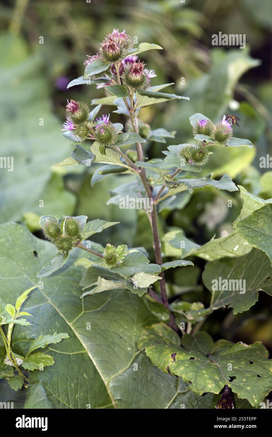 Arctium lappa, Greater Burdock, Greater Burdock Stock Photo - Alamy