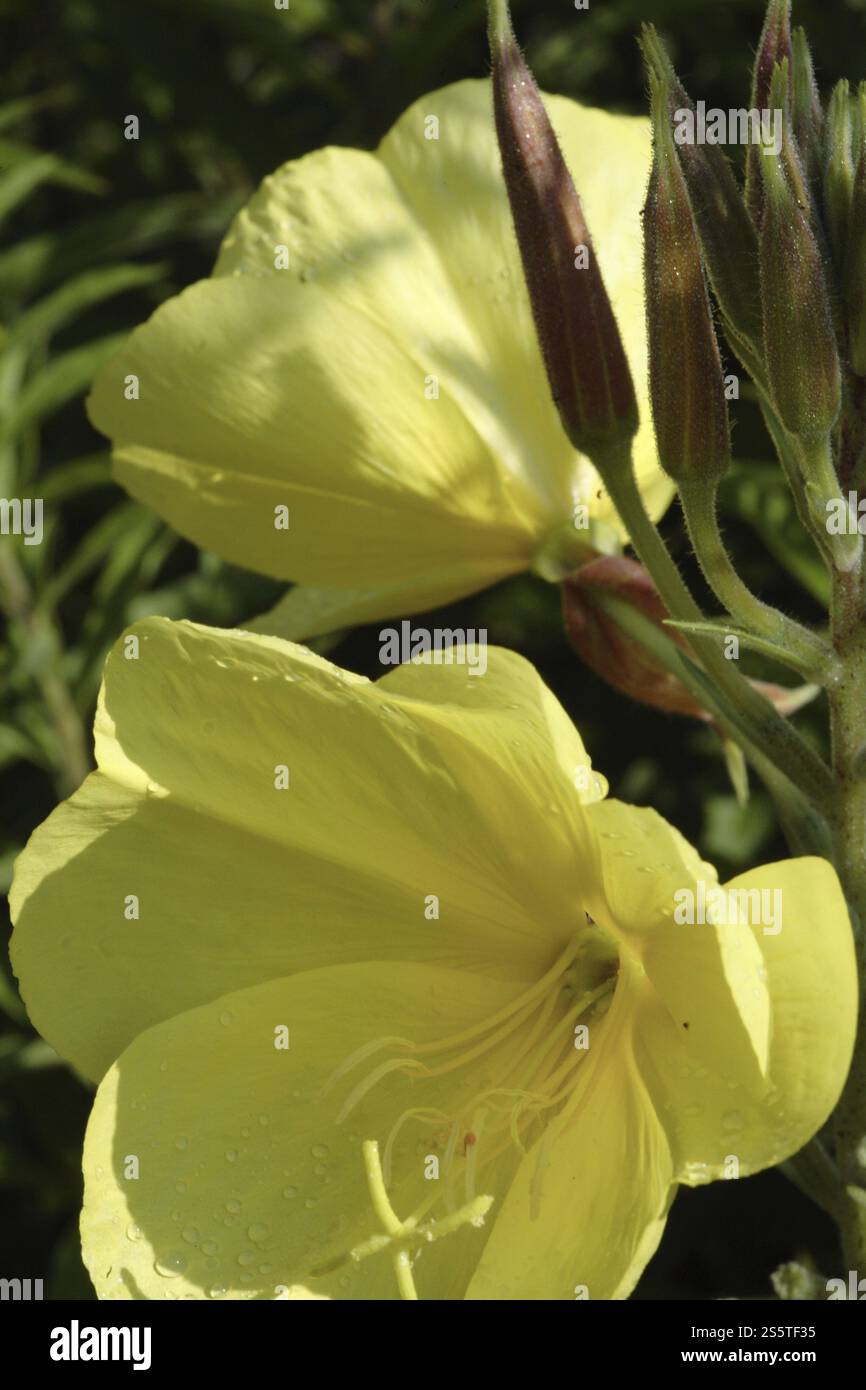 Common evening primrose Stock Photo - Alamy