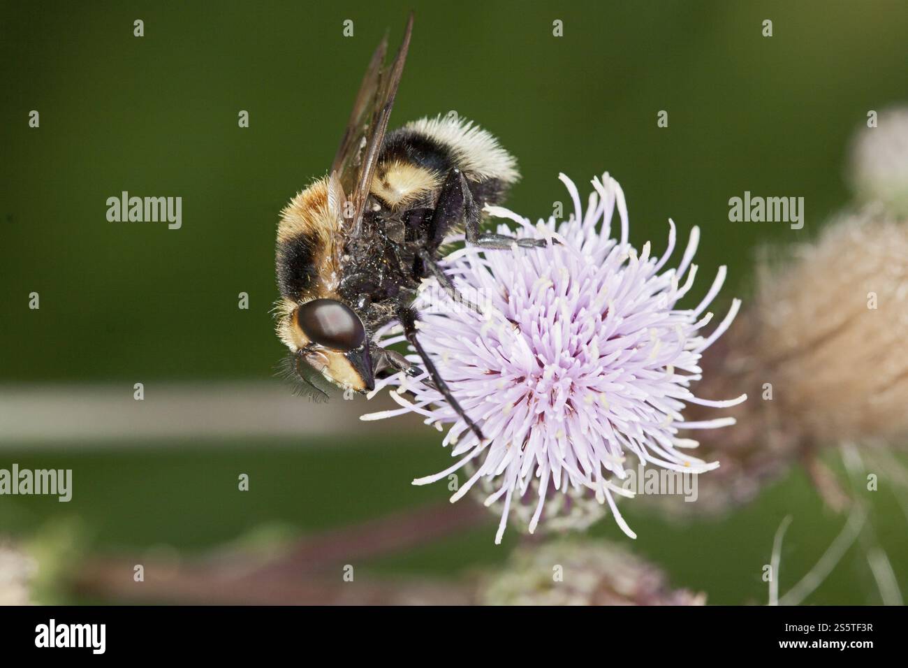 Volucella bombylans, bumblebee hoverfly, hover fly Stock Photo - Alamy