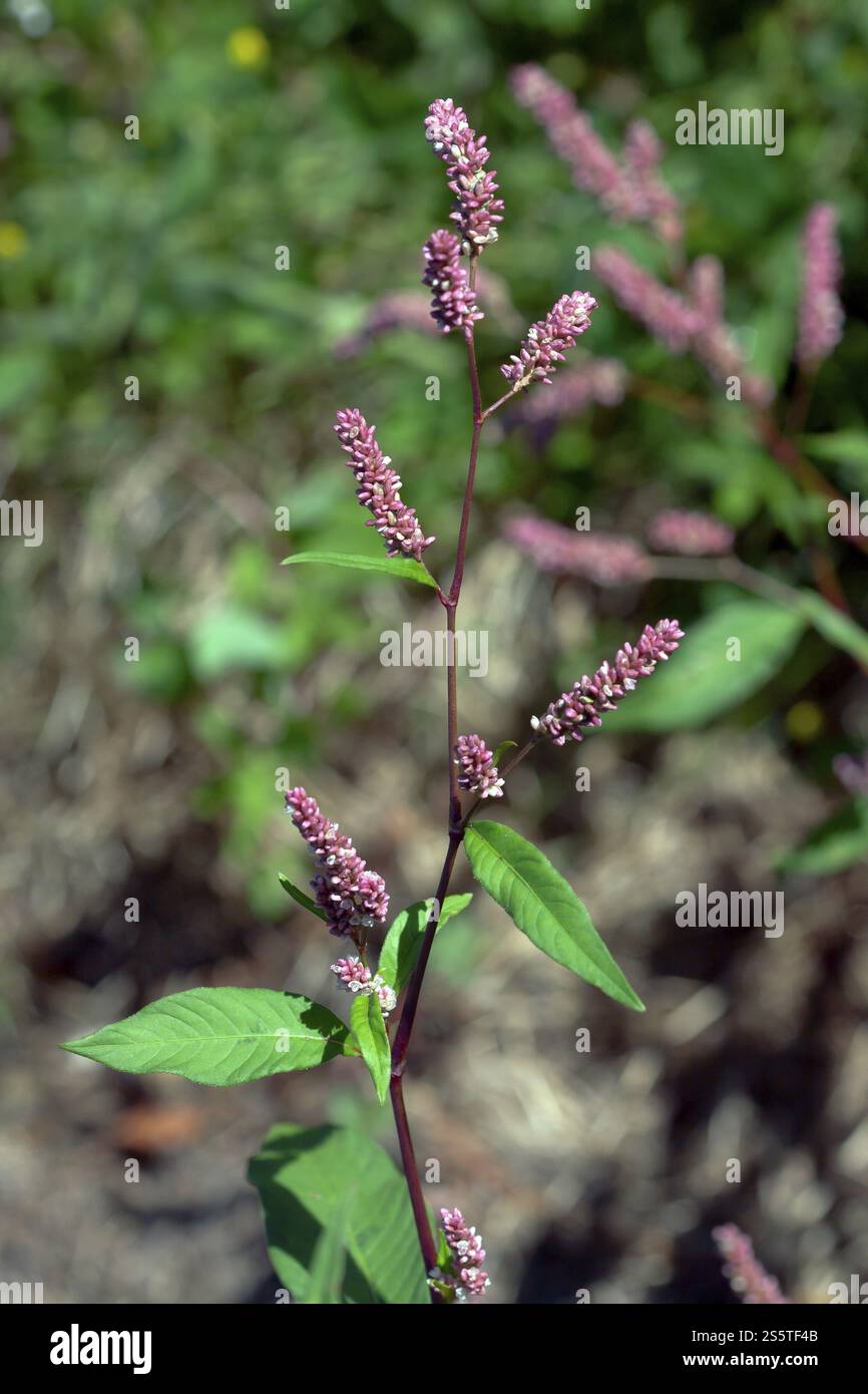 Persicaria lapathifolia, Pale Smartweed, dock knotweed Stock Photo - Alamy