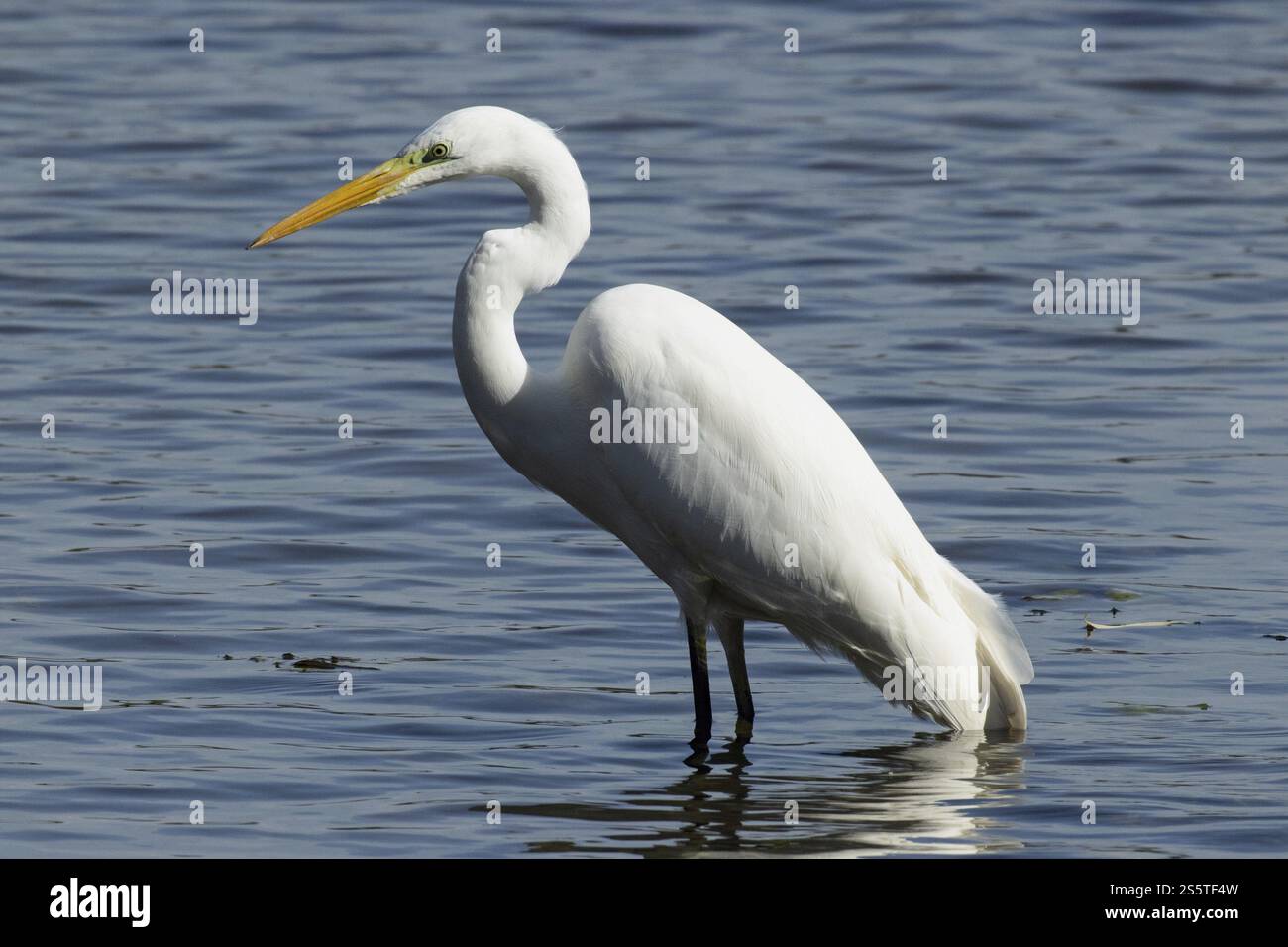 Great Egret standing in water looking left Stock Photo - Alamy