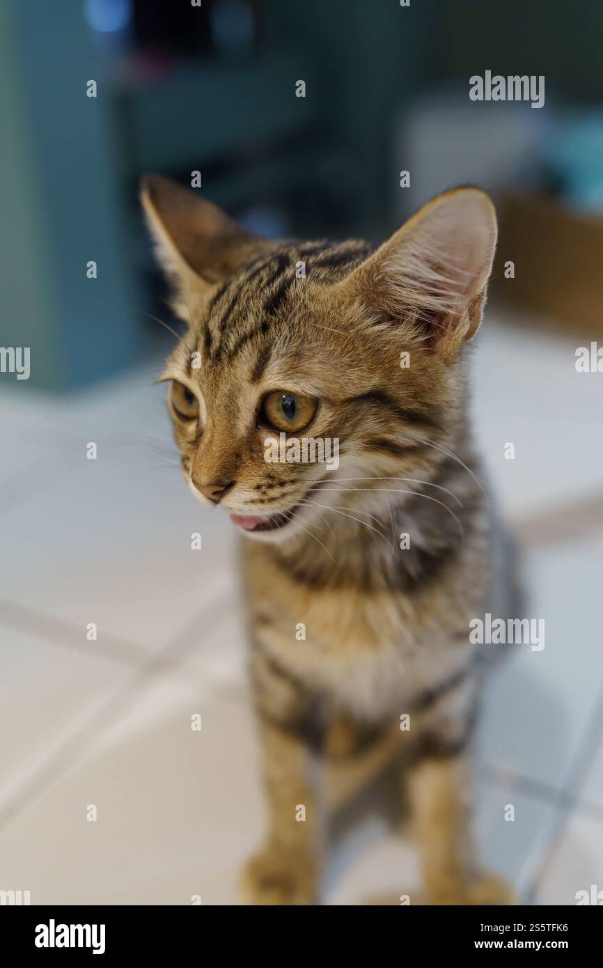 Little brown tabby kitten cute animals in house Stock Photo - Alamy
