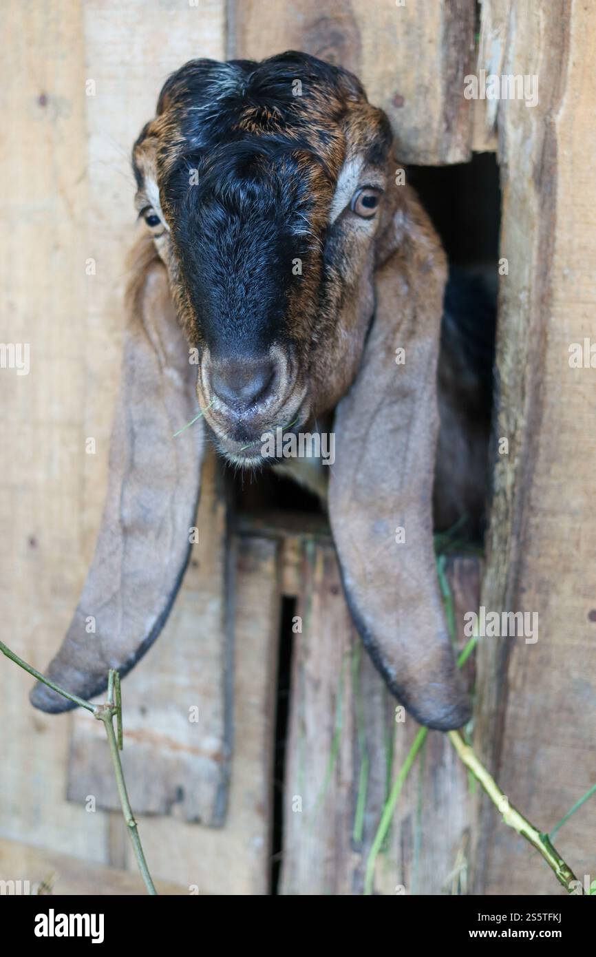 Local goat head inside pen Stock Photo - Alamy