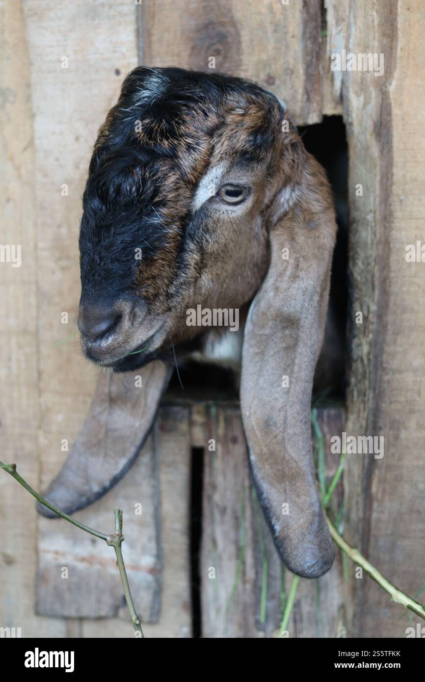Cute funny goat closeup head hi-res stock photography and images - Alamy