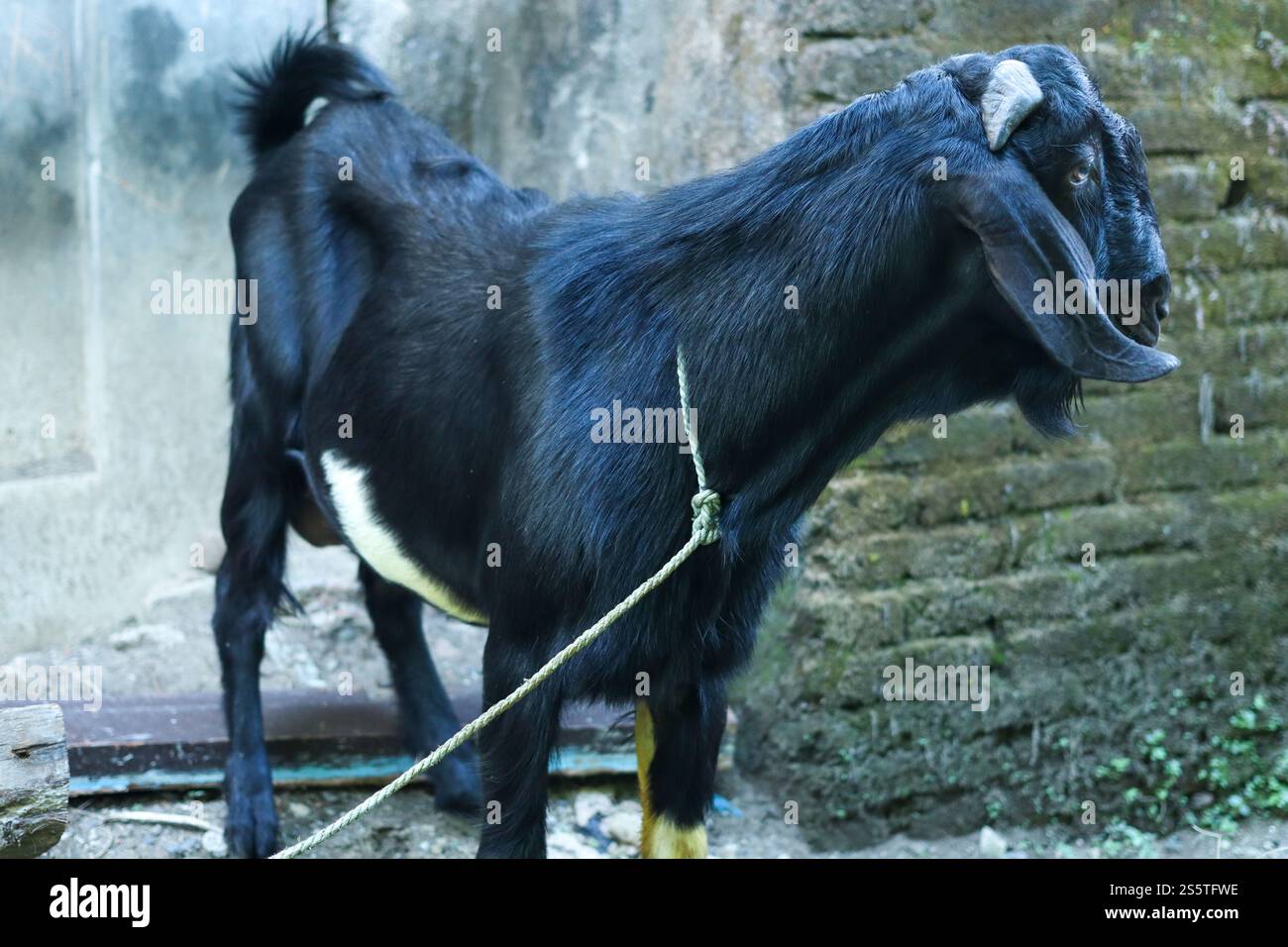local black and brown goats Stock Photo - Alamy