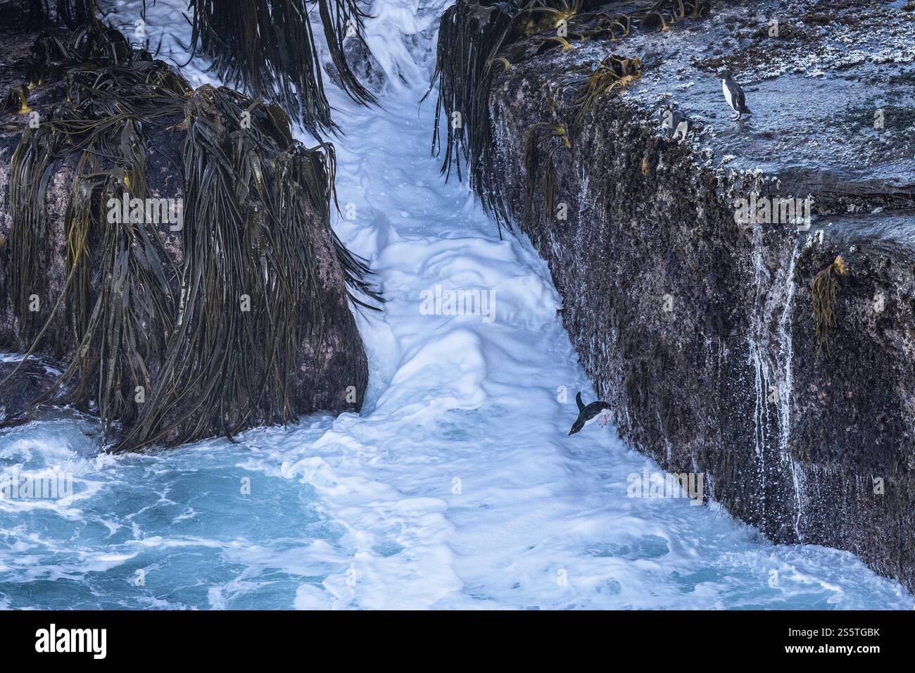 Rockhopper Penguin jumping off rock into big seas Stock Photo - Alamy
