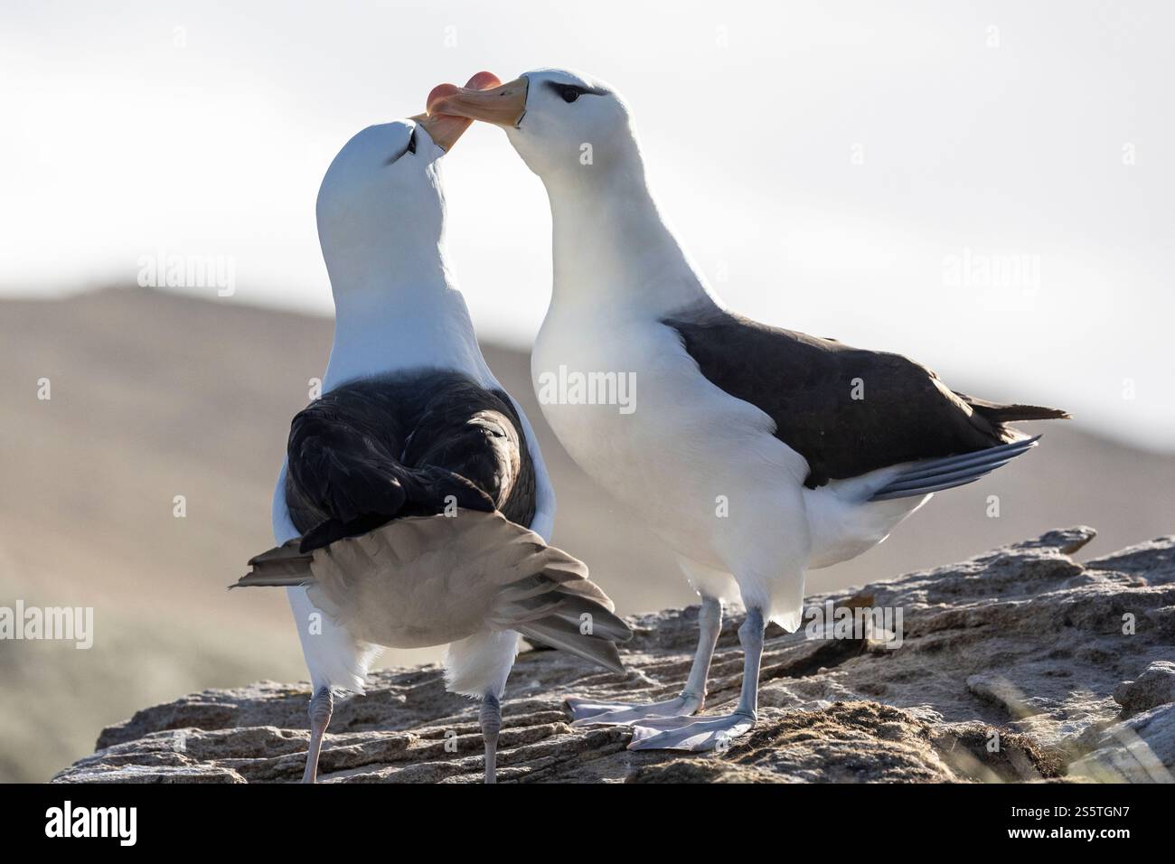 Two Black-browed albatross in courtship display (Thalassarche ...