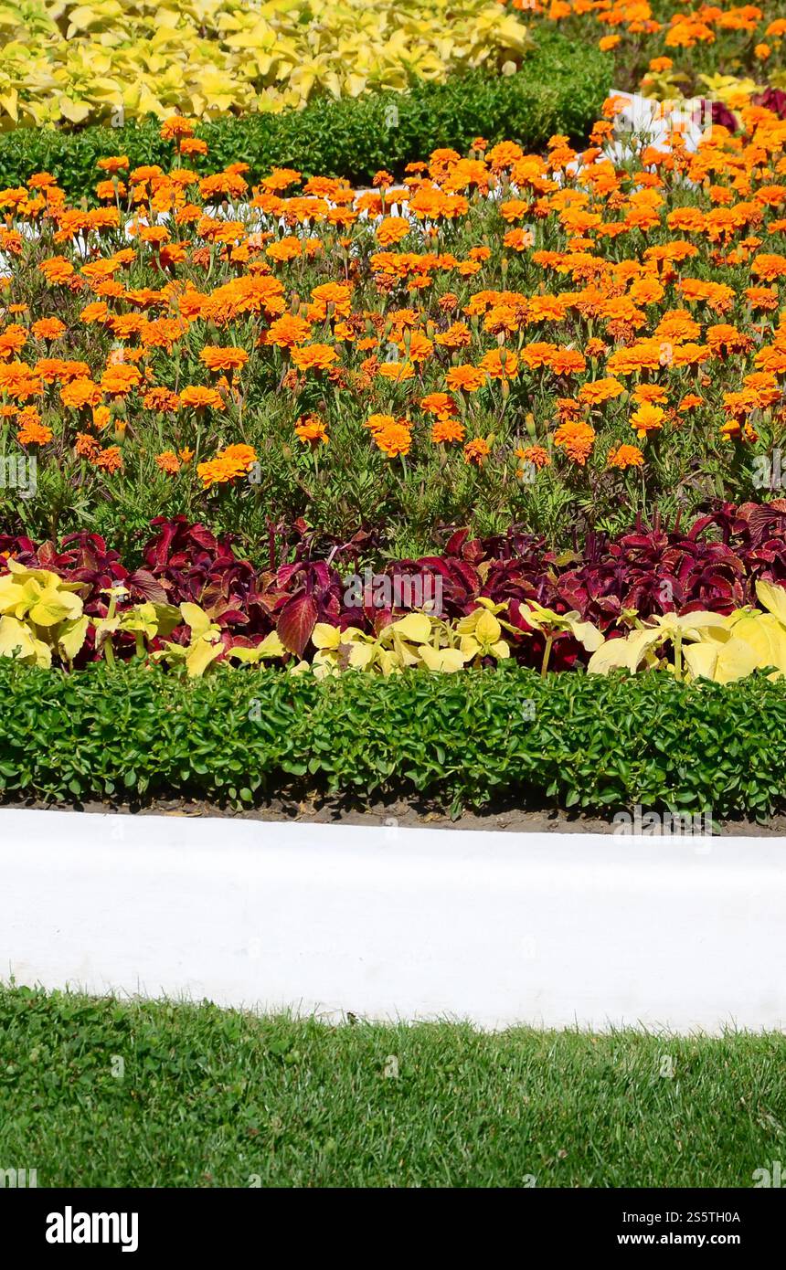 Coleus flowerpot. Beautiful perspective of natural coleus plant leaves ...
