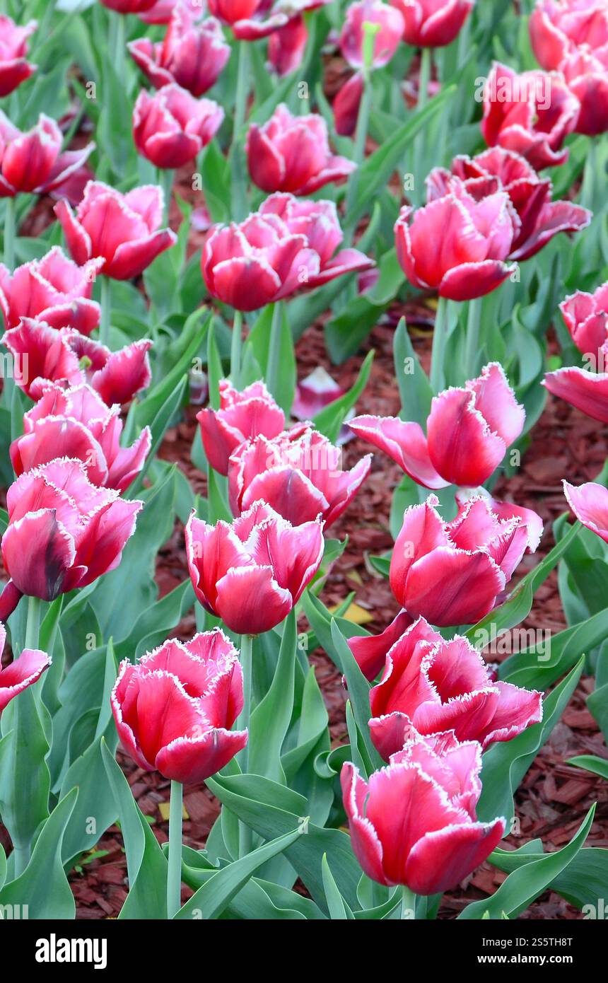 Picture of beautiful tulips on shallow deep of field. Purple field of ...