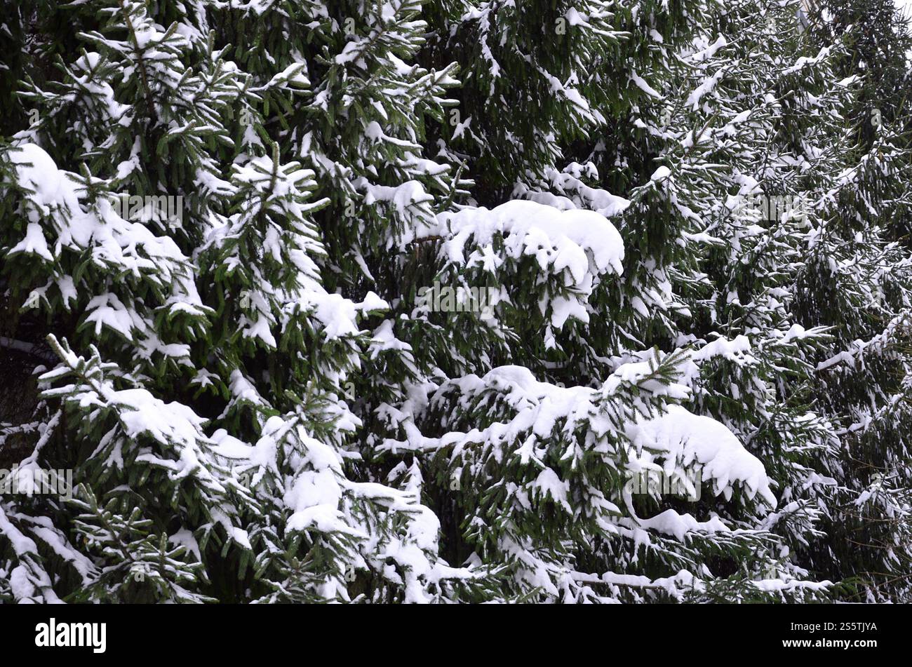 Russian Branch of green fir. Green prickly branches of pine tree under ...