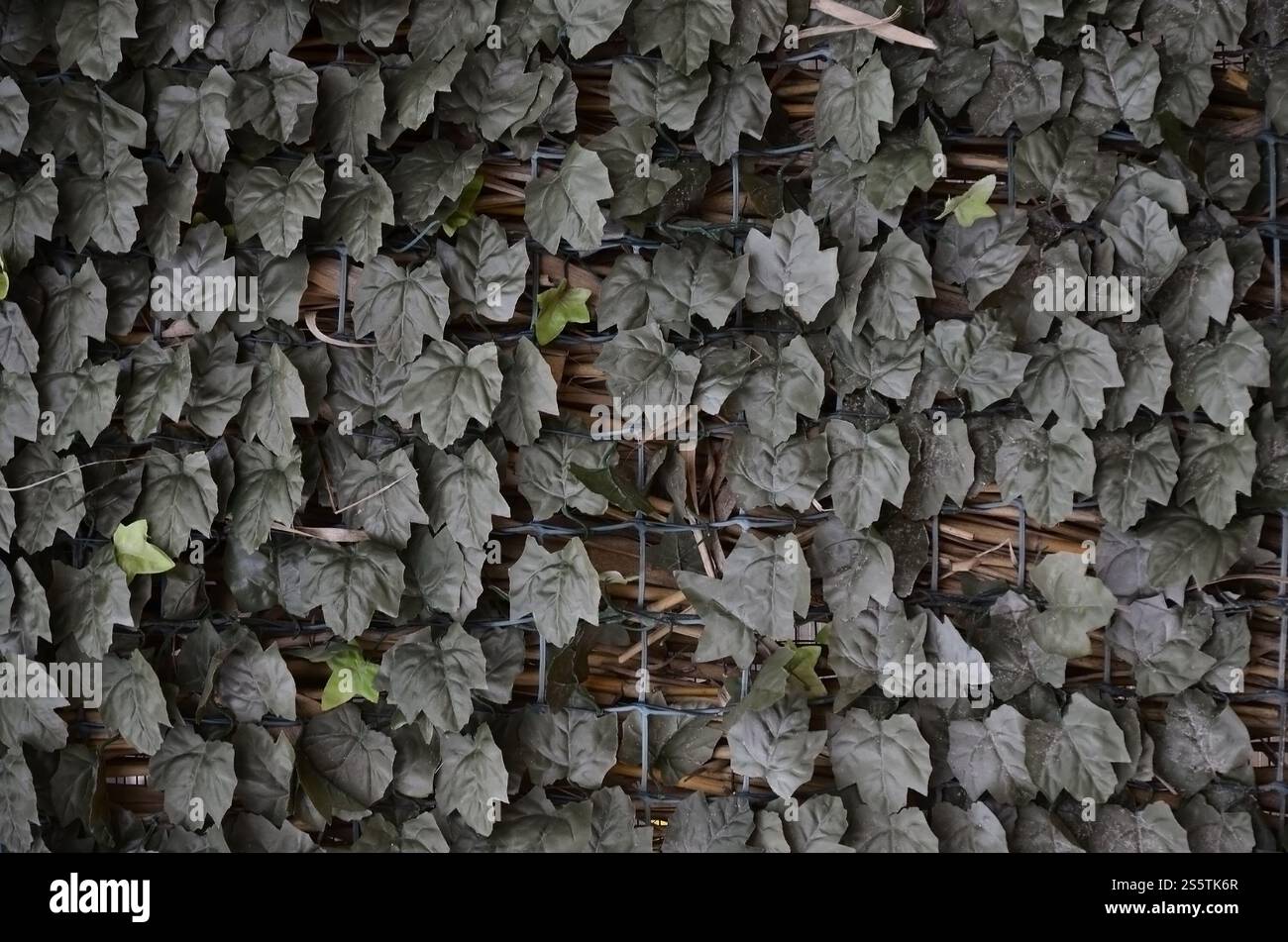 Plastic dark green leafs covering a metall mesh. Fence of ivy leaves ...