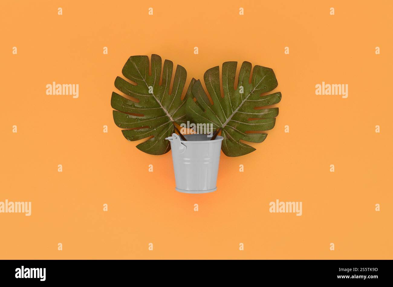 Tropical palm monstera leaf lies in a pastel pail on a colored ...